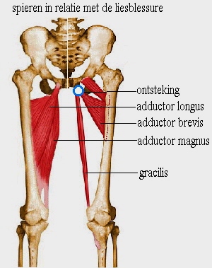Liesblessure – Re-Quies Sport- en Ontspanningsmassage